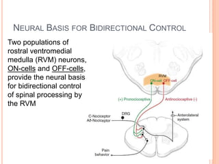 Pain pathway | PPTX