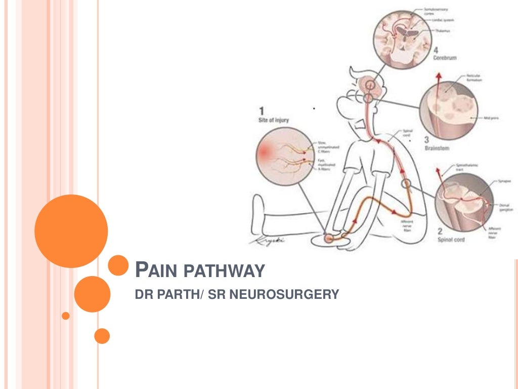 Pain pathway