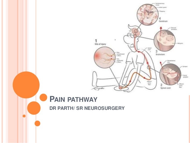 Pain pathway