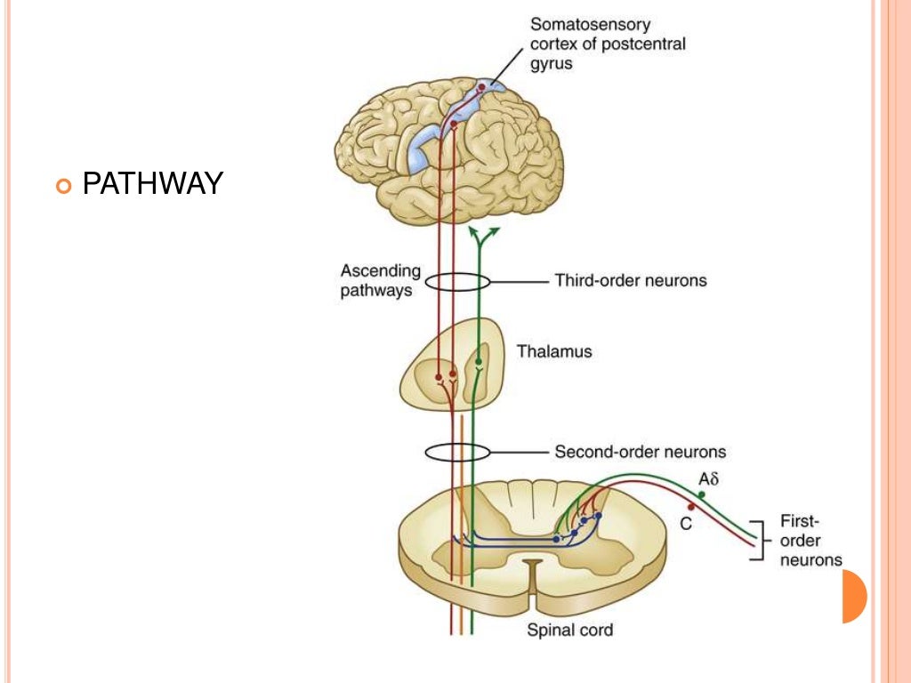 Pain pathway