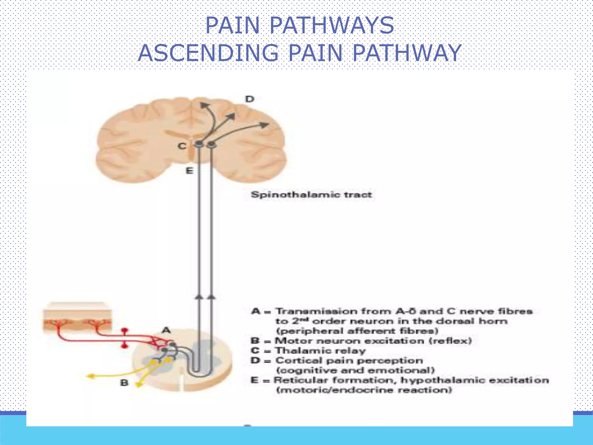 Pain pathways | PPTX