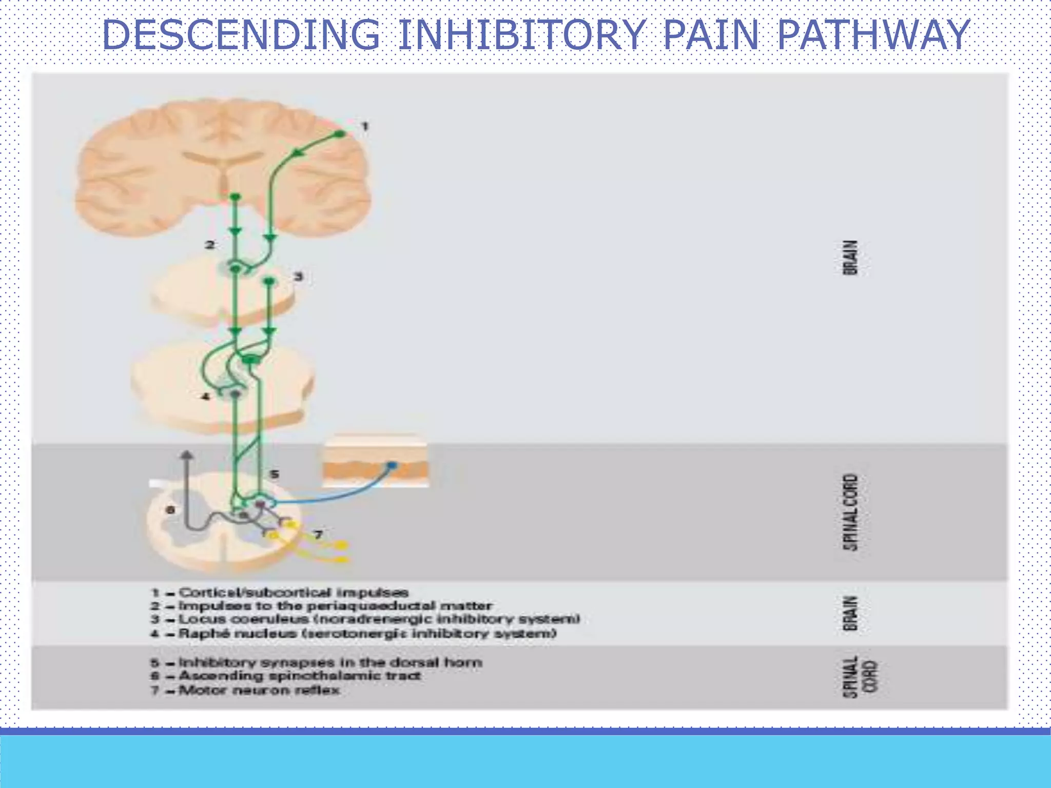 Pain pathways | PPTX
