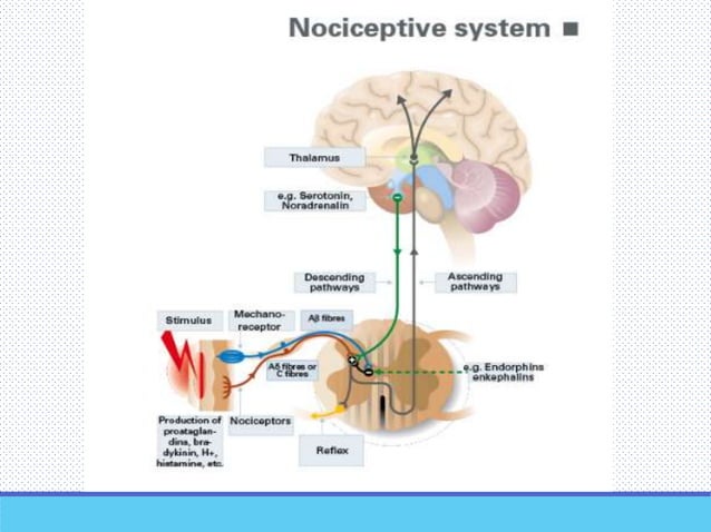 Pain pathways | PPTX