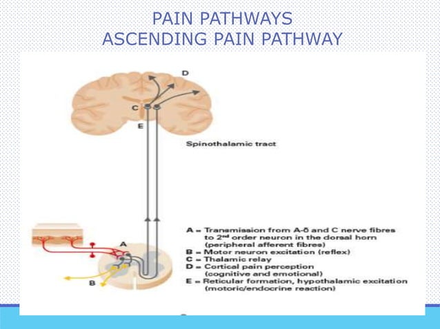 Pain pathways | PPTX