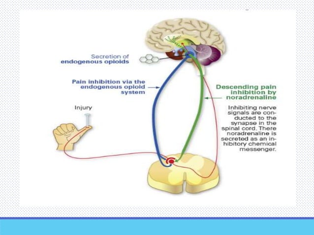 Pain pathways | PPTX