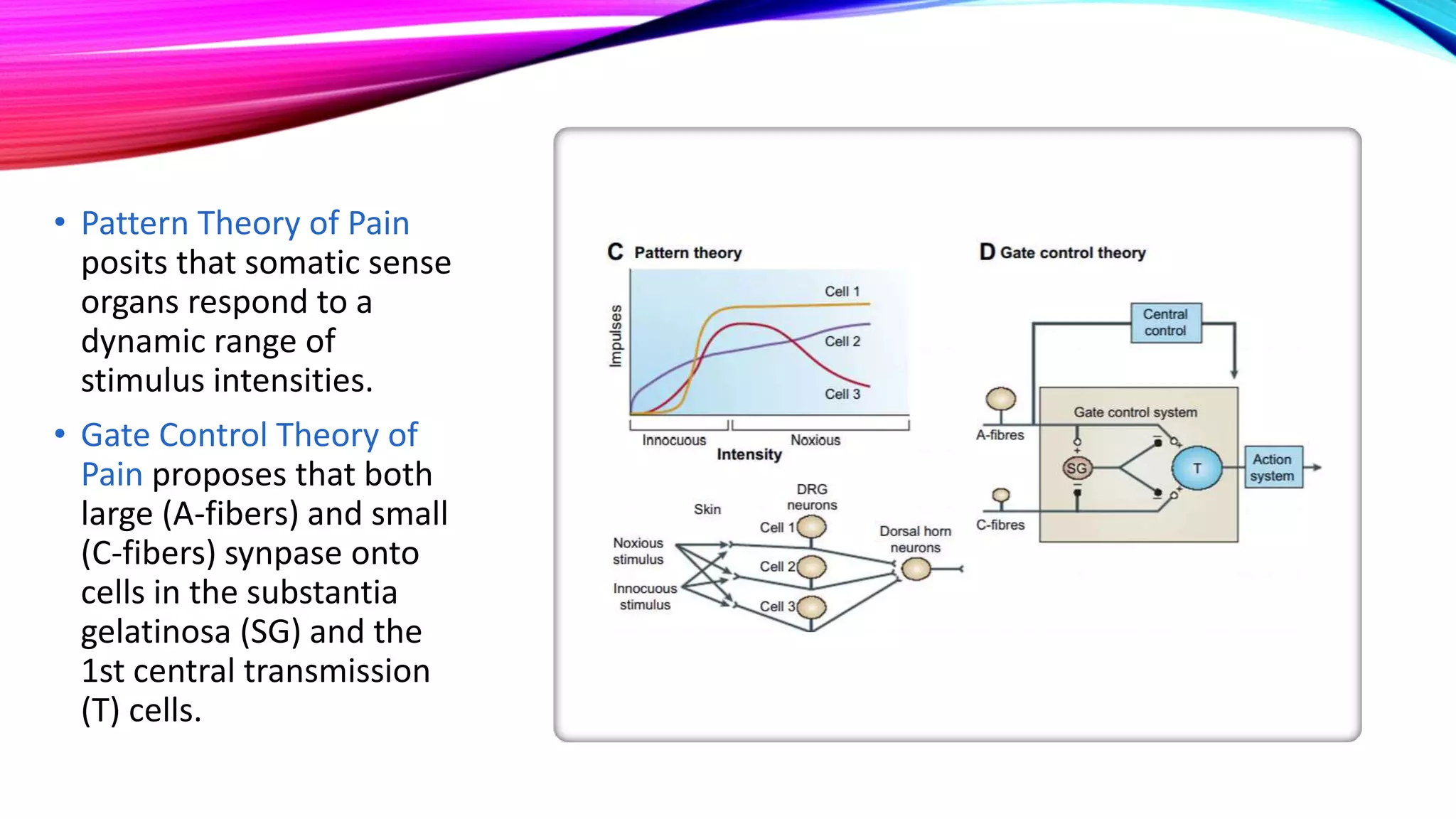 Pain pathways | PPTX