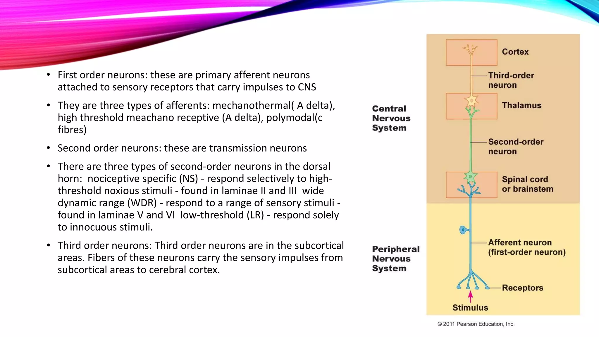 Pain pathways | PPTX