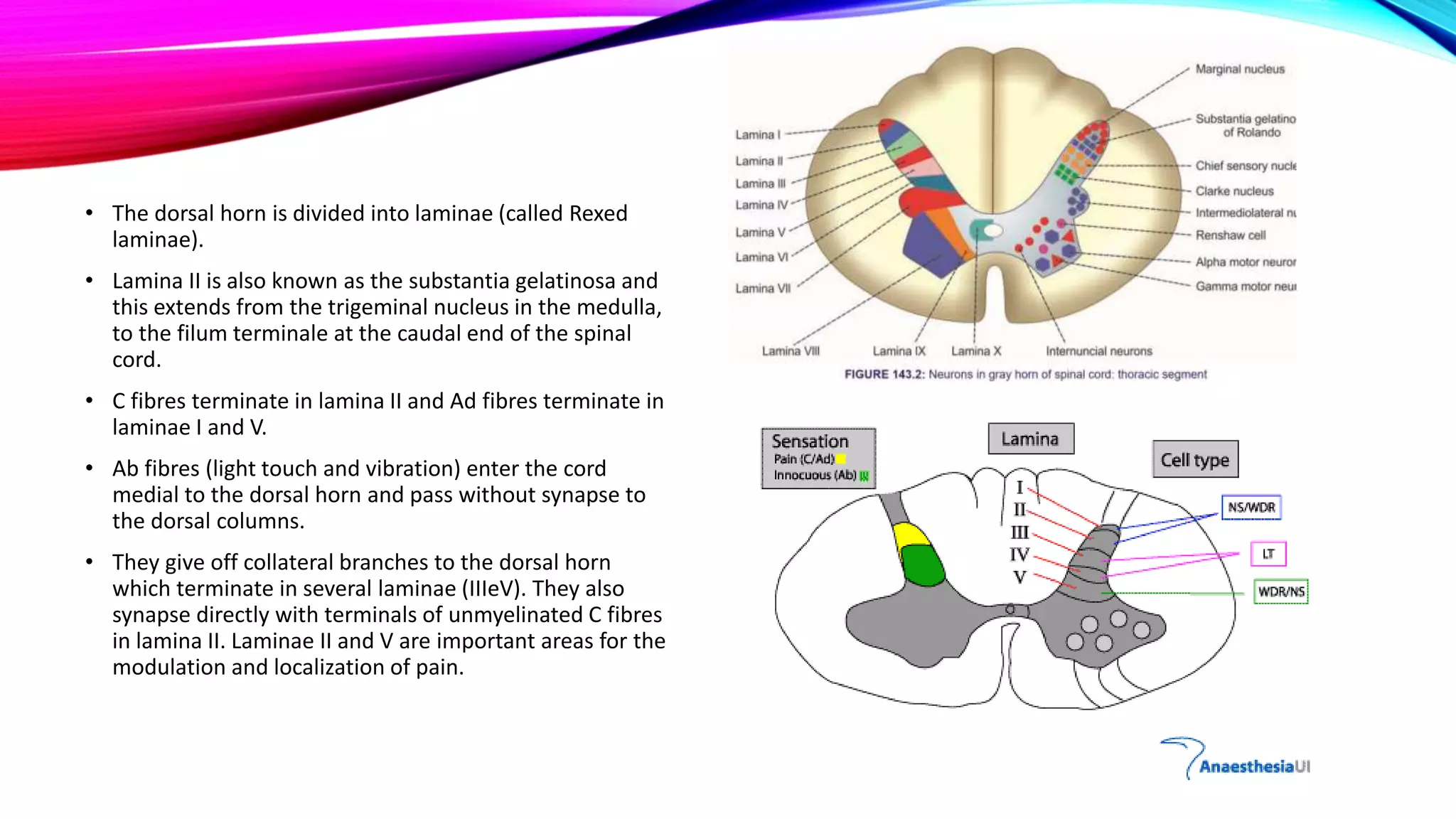 Pain pathways | PPTX