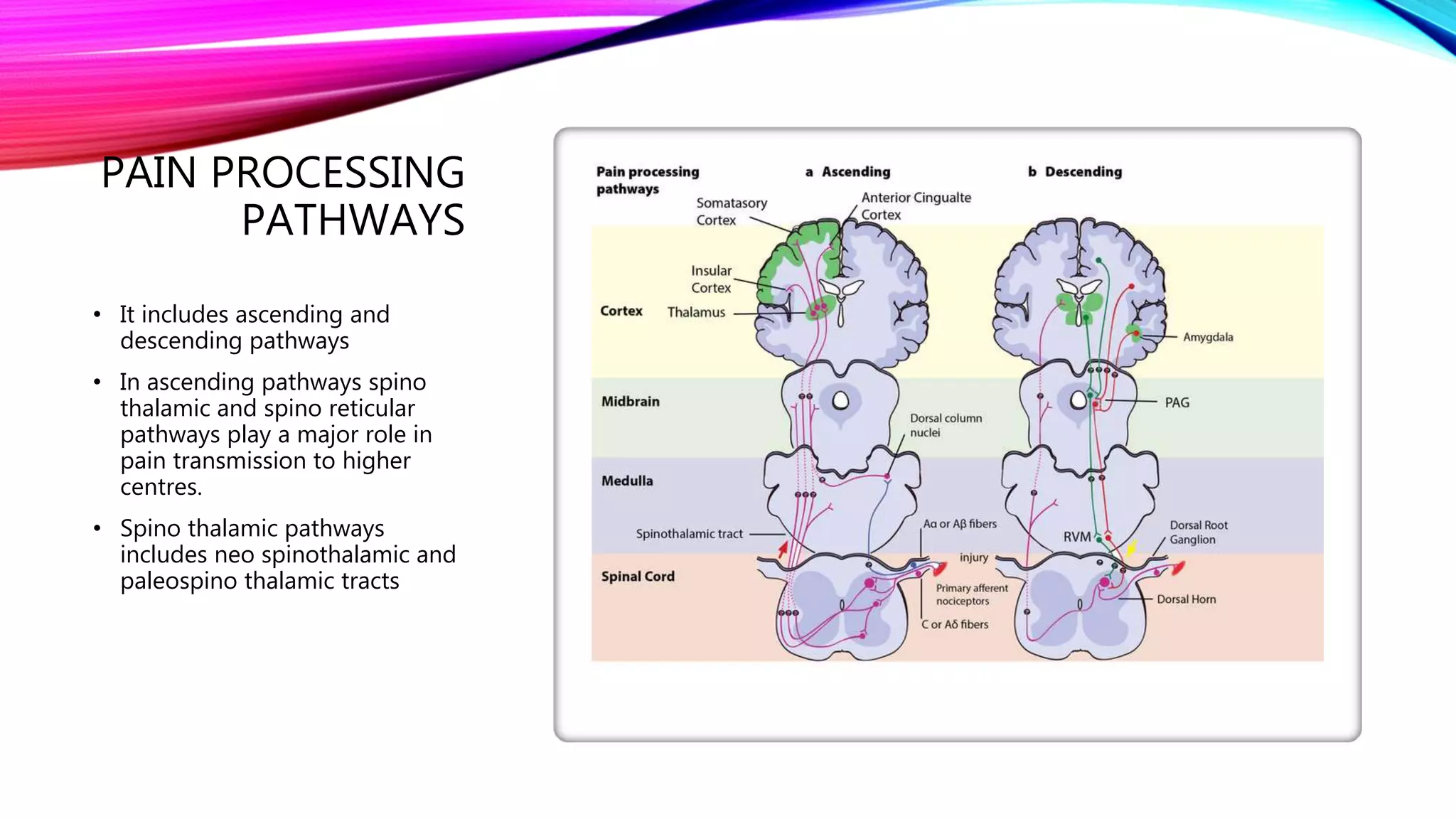 Pain pathways | PPTX