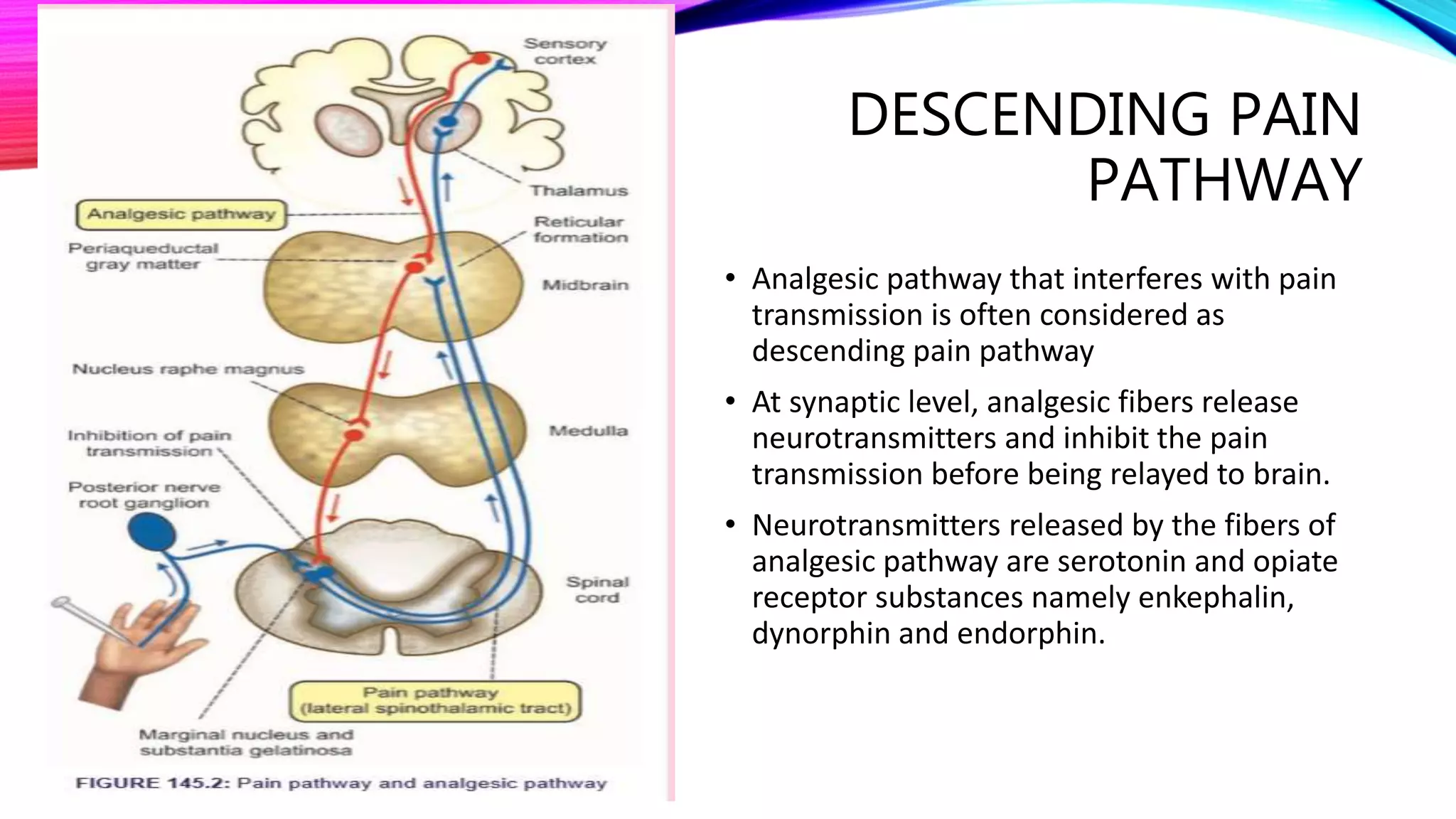 Pain pathways | PPTX