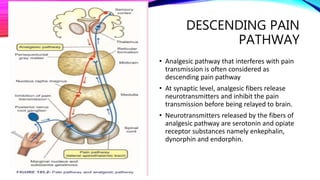 Pain pathways | PPT