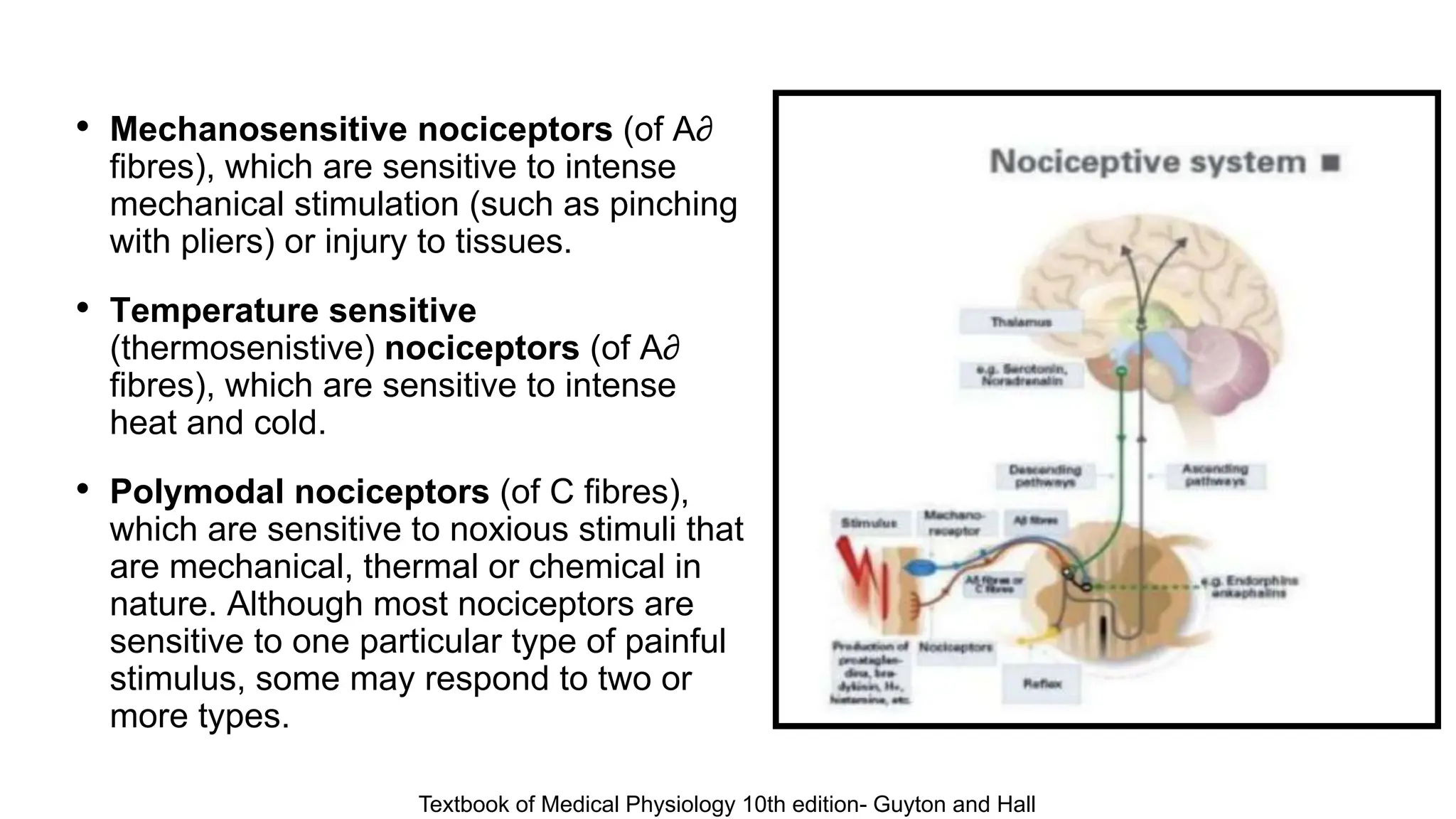 Comprehensive Review of Pain Pathways.ppt