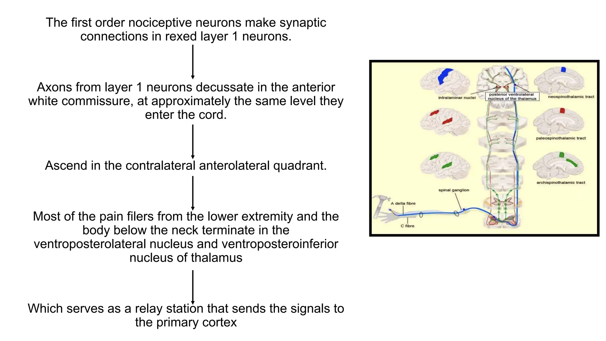 Comprehensive Review of Pain Pathways.ppt