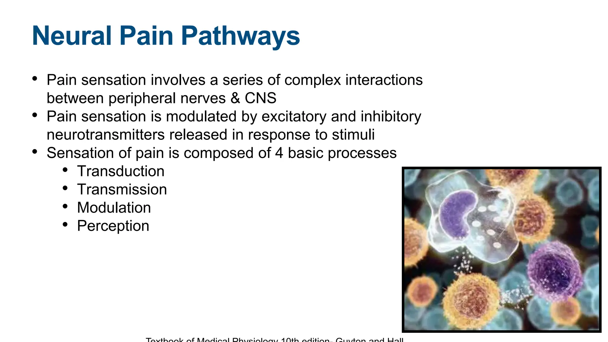 Comprehensive Review of Pain Pathways.ppt