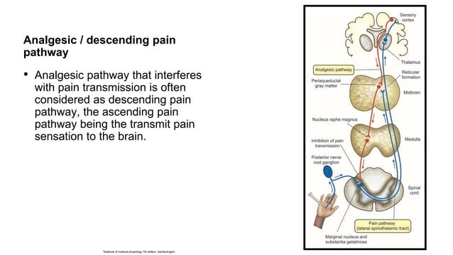 Comprehensive Review of Pain Pathways.ppt | Brain and Nervous System ...