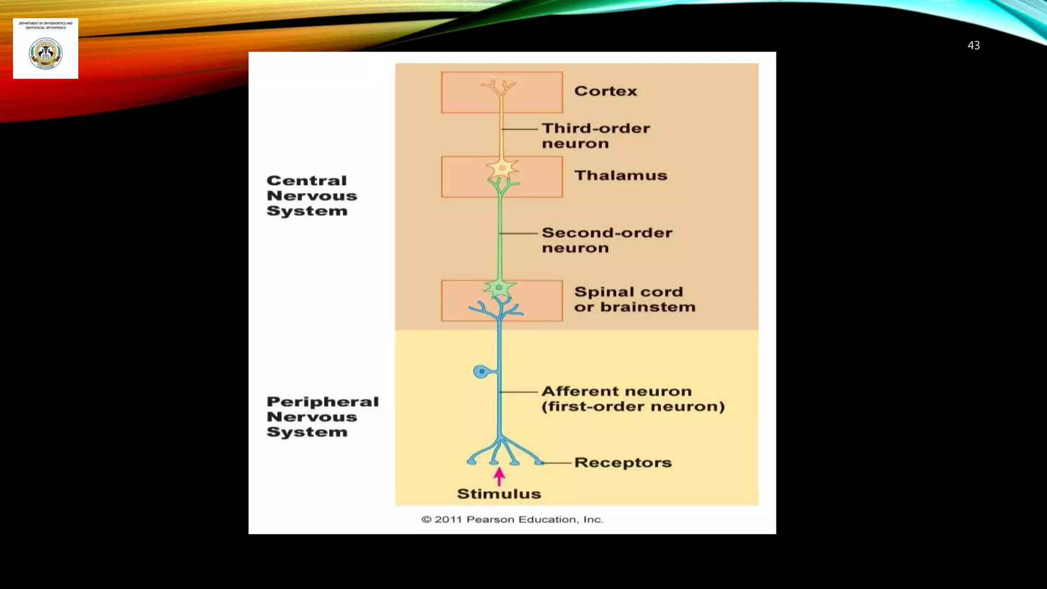 Pain pathway | PPTX