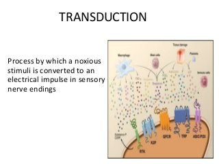 Pain pathways during labour | PPTX