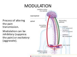 Pain pathways during labour | PPTX