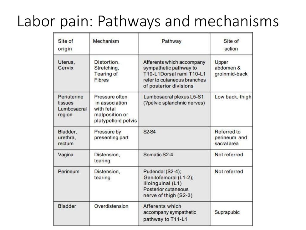 Pain pathways during labour | PPT