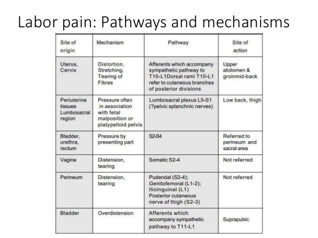 Pain pathways during labour | PPT
