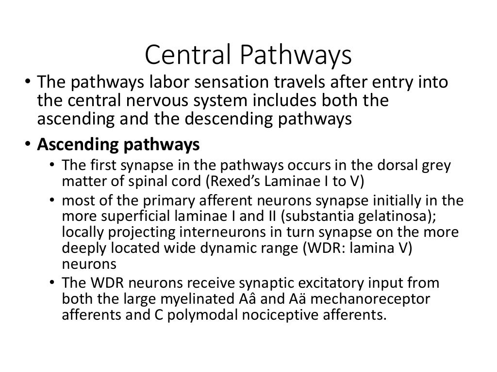 Pain pathways during labour | PPT