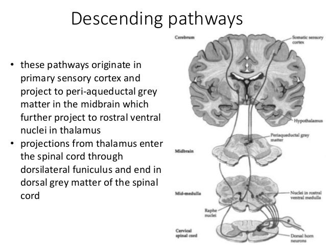 Pain pathways during labour | PPT