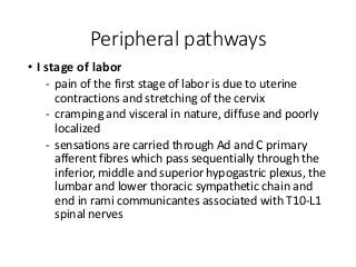 Pain pathways during labour | PPTX