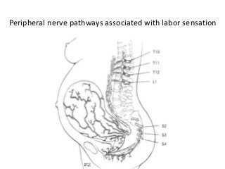 Pain pathways during labour | PPTX