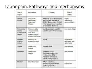 Pain pathways during labour | PPTX