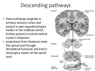 Pain pathways during labour | PPTX