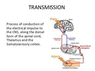 Pain pathways during labour | PPTX