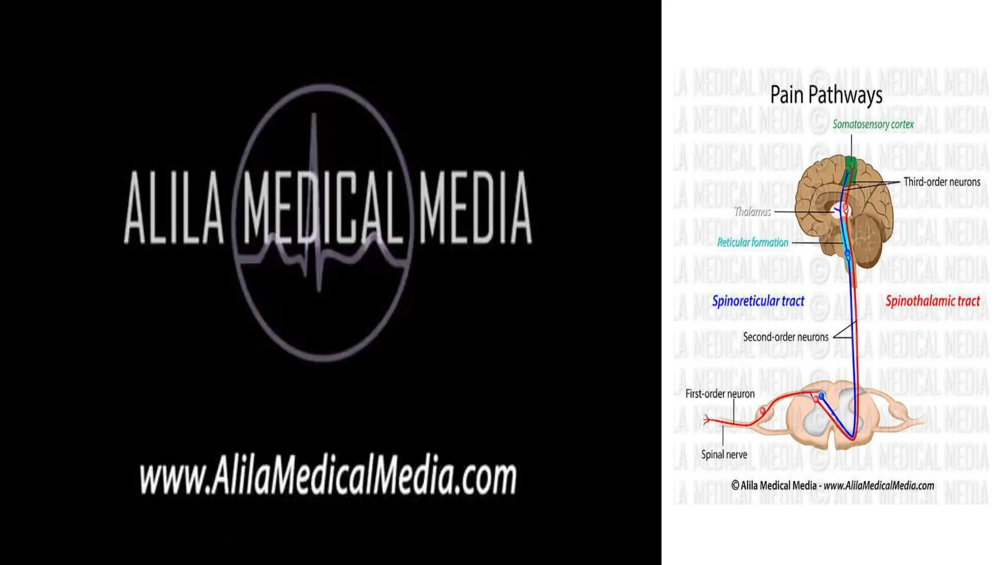 Pain Pathways In Orthodontics.pptx