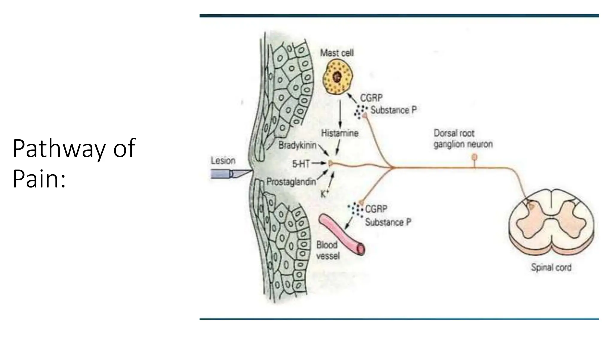 Pain Pathways In Orthodontics.pptx