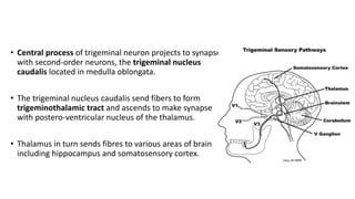 Pain Pathways In Orthodontics.pptx