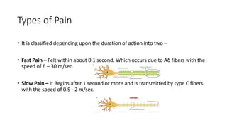 Pain Pathways In Orthodontics.pptx