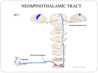 Pain pathways seminar | PPTX