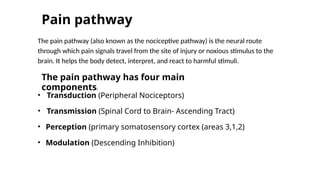 Pain pathway updated.pptxhshhshshahahababbahahahahha | PPTX