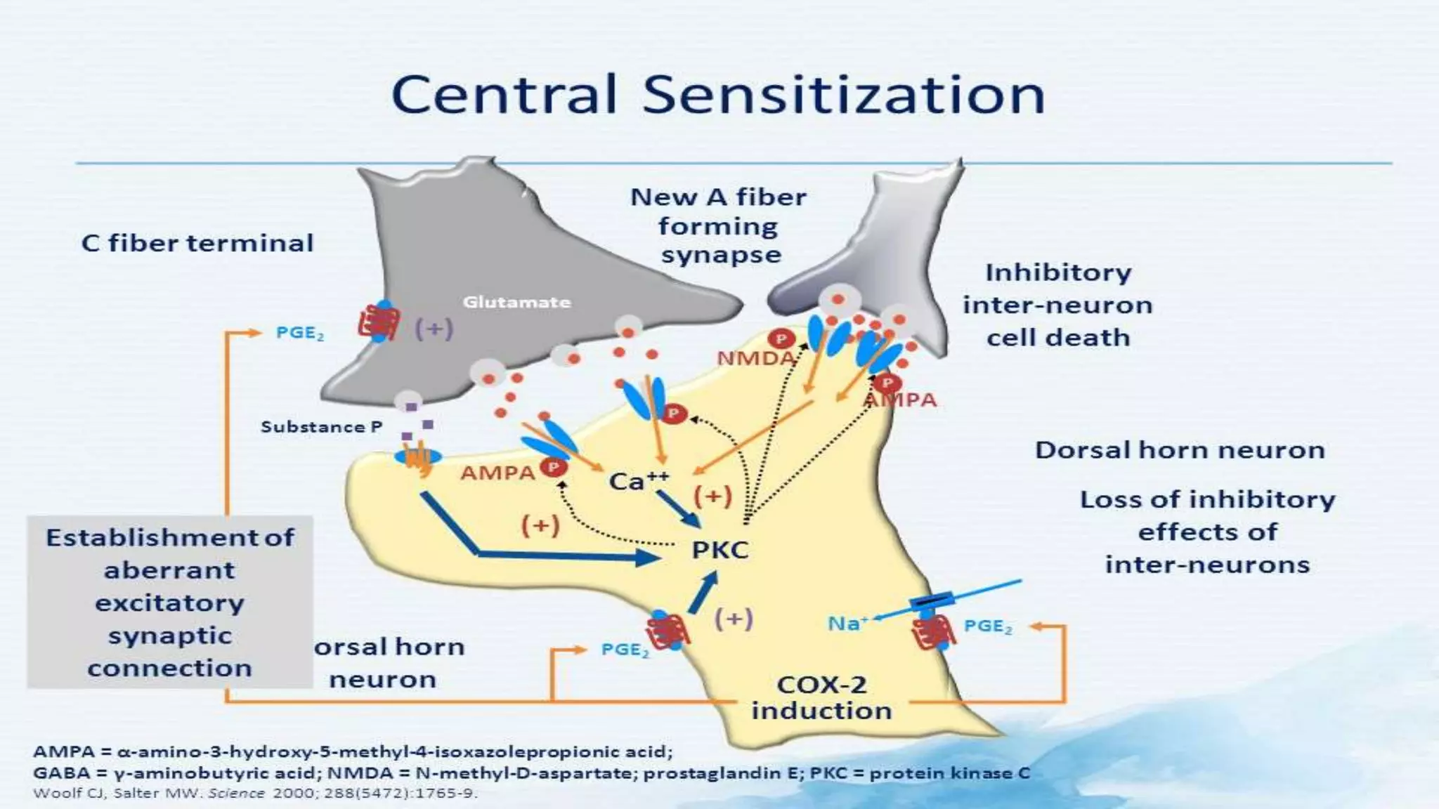 Pain Patophysiology - Central Sensitization | PPTX