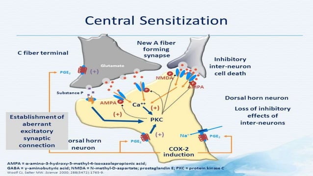 Pain Patophysiology - Central Sensitization | PPTX | Brain and Nervous ...