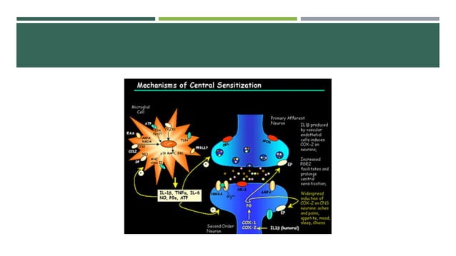 Pain Patophysiology - Central Sensitization | PPTX | Brain and Nervous ...
