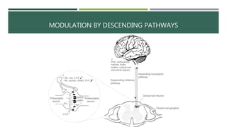 Pain Patophysiology - Central Sensitization | PPTX