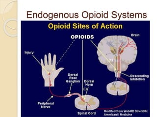 PATHOPHYSIOLOGY AND MANAGEMEMENT OF PAIN | PPTX