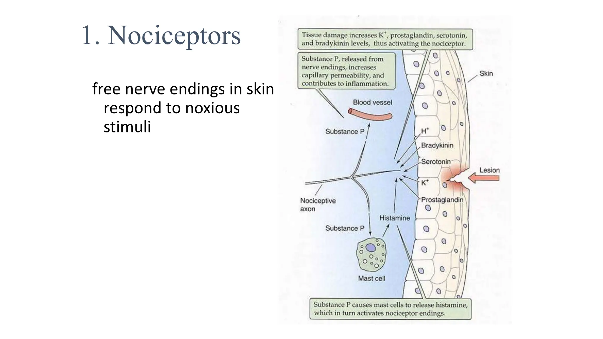 PAIN PERCEPTION, TRANSMISSION AND SUPPRESSION, THERMOREGULATION by prof ...
