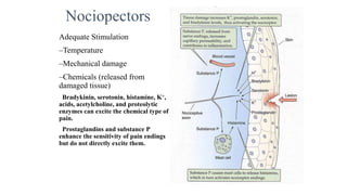 PAIN PERCEPTION, TRANSMISSION AND SUPPRESSION, THERMOREGULATION by prof ...