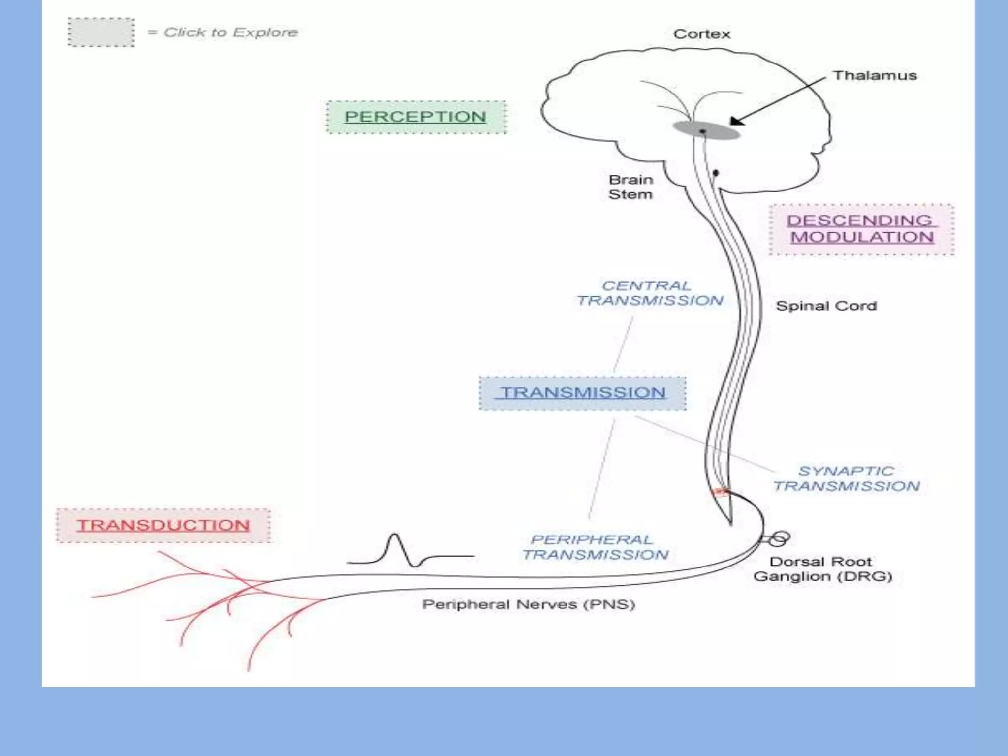 Pain physiology | PPTX