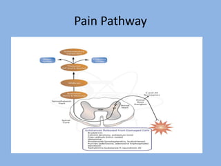 Pain physiology | PPT