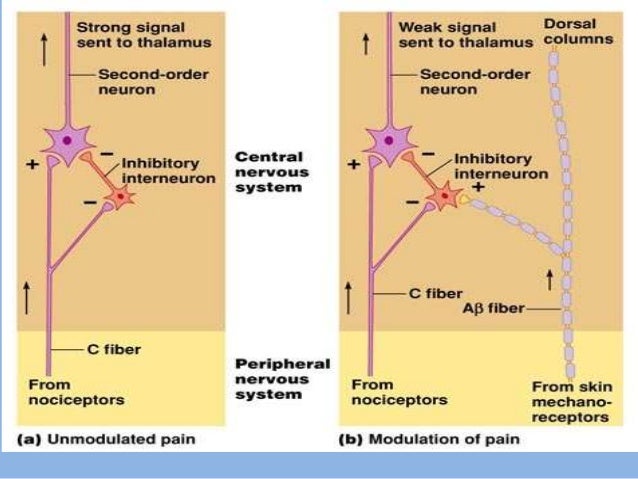 Pain physiology
