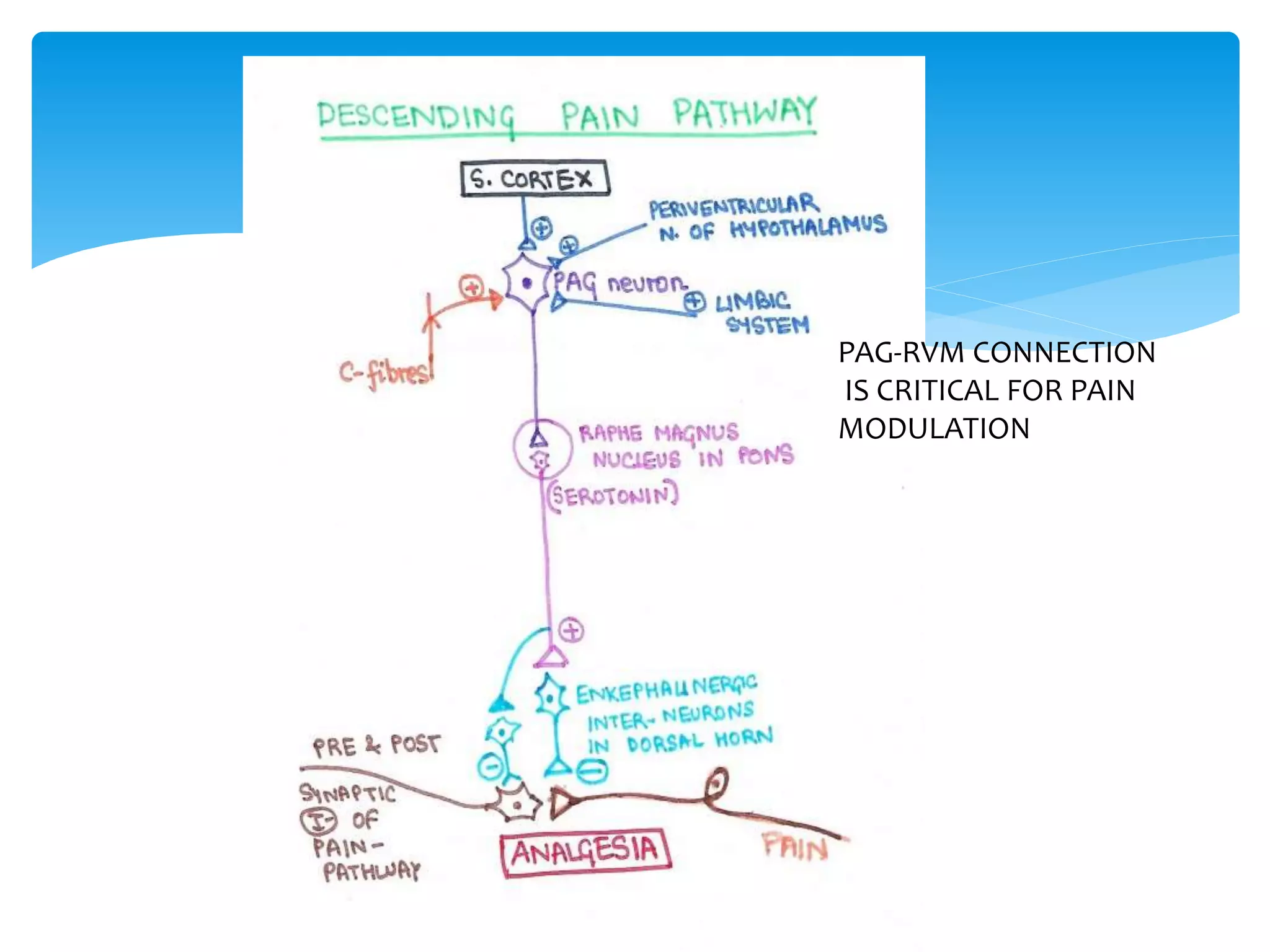 Pain physiology | PPTX