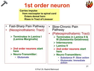 Pain physiology 2019 20- i | PPT