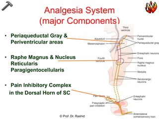 Pain physiology 2019 20 - ii | PPT